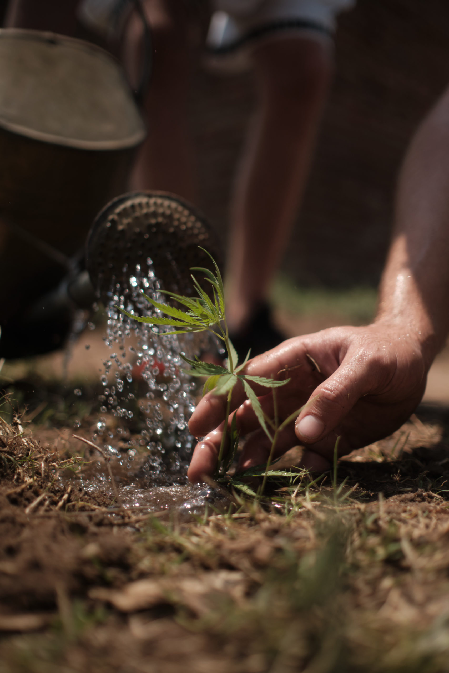 Spaceafrica – Hemp Biomaterials